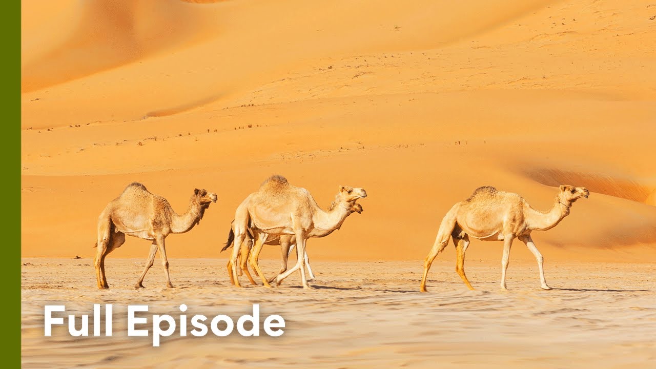 Meet Fierce Predators and Prey of Arabia | Arabian Inferno 101 - YouTube