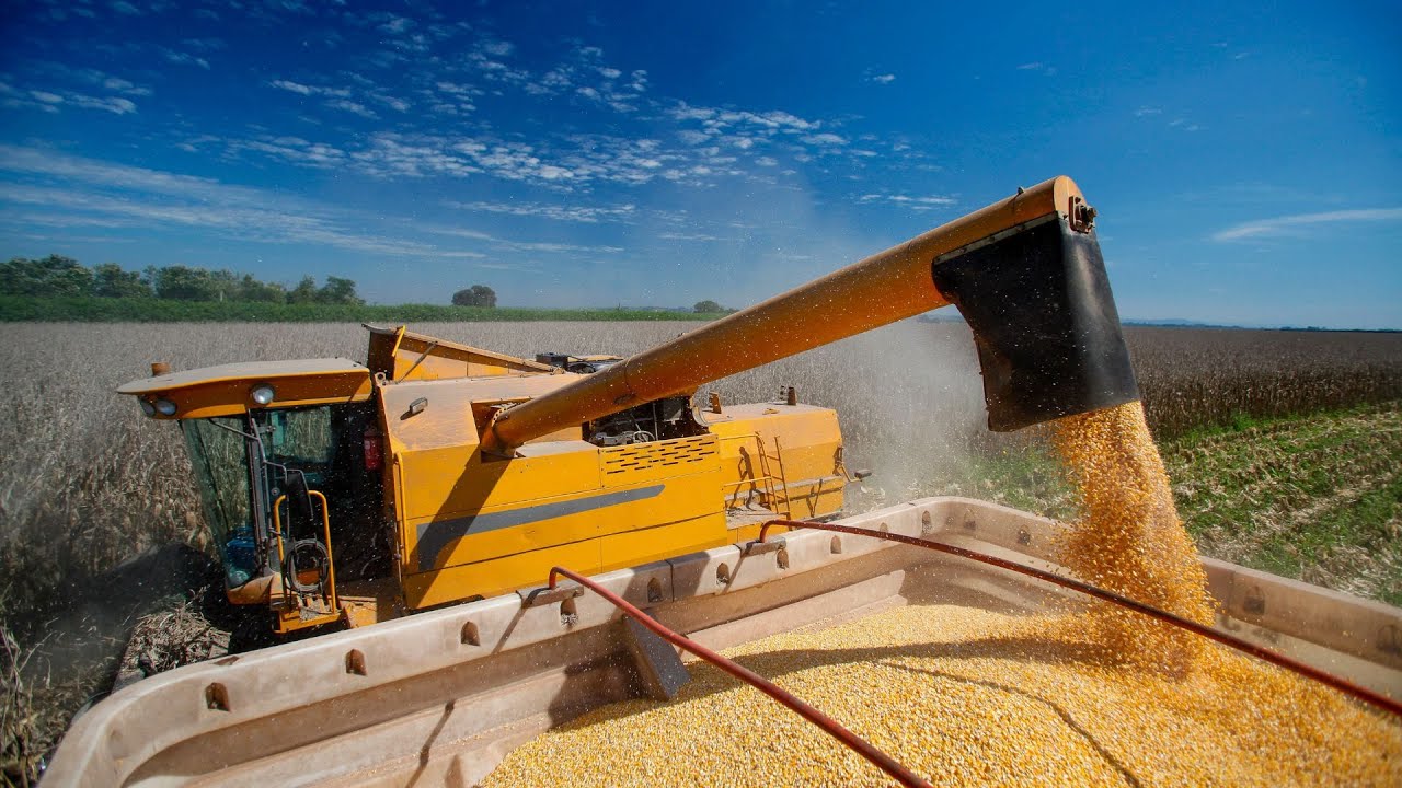 Farmers harvest millions of tons of corn this way | Farming Documentary ...