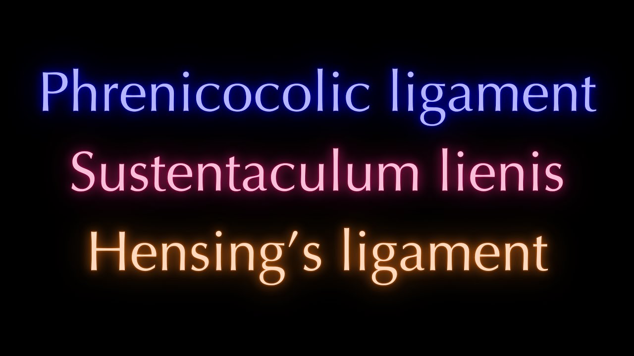 Phrenicocolic ligament, Sustentaculum lienis, Hensing's ligament # ...