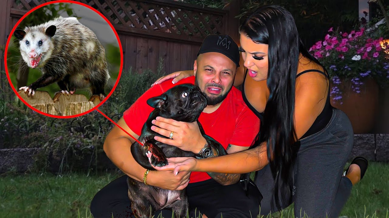 Our DOG Got ATTACKED By A POSSUM!!! - YouTube
