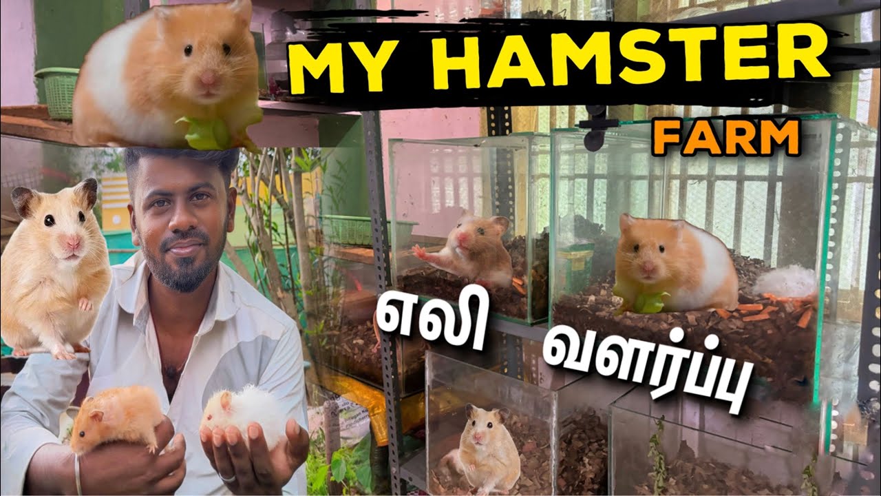 Hamster Breeding Tips | My Hamster Farm| Explain A2Z | balasvoyage ...