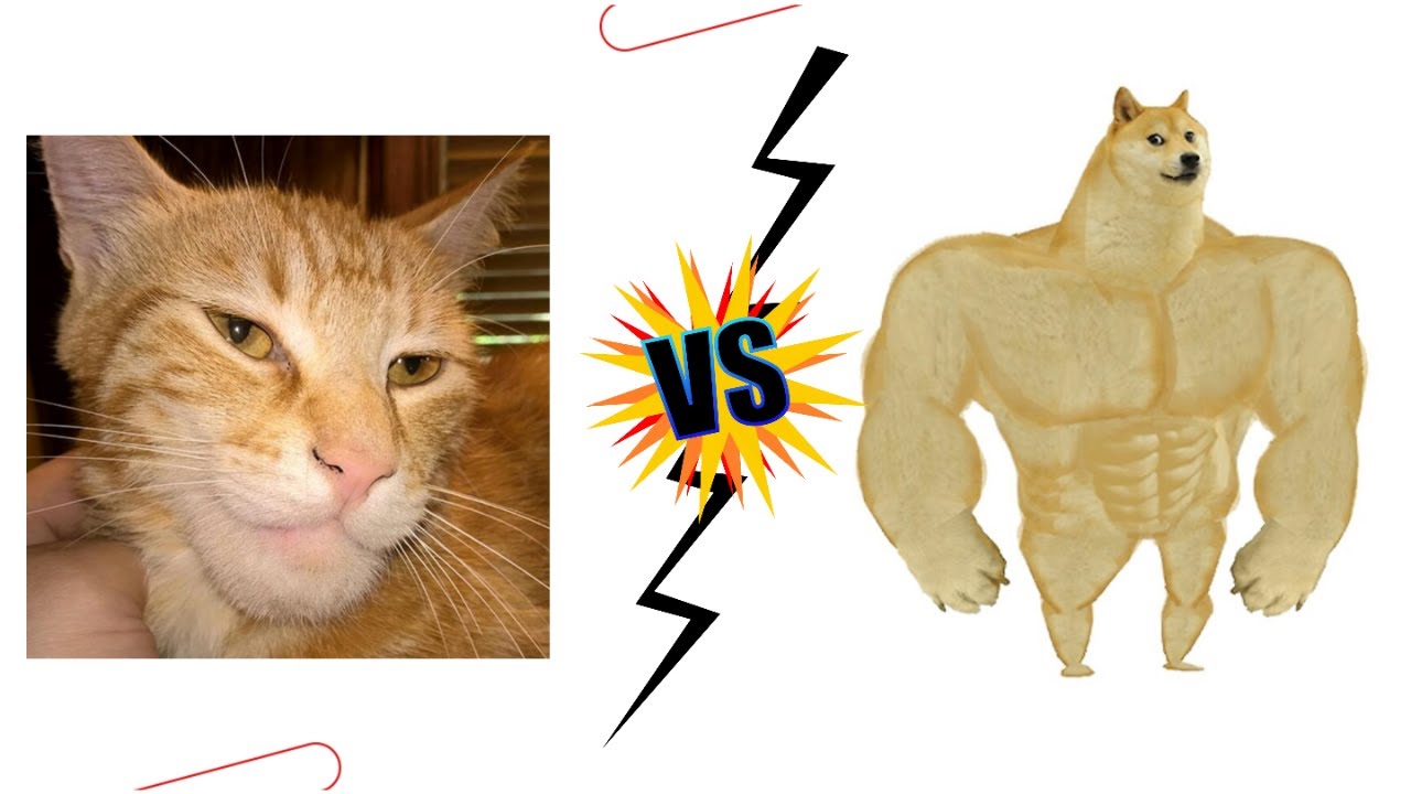 CATS VS DOGS - DANK MEMES - UNUSUAL MEMES COMPILATION V10 - YouTube