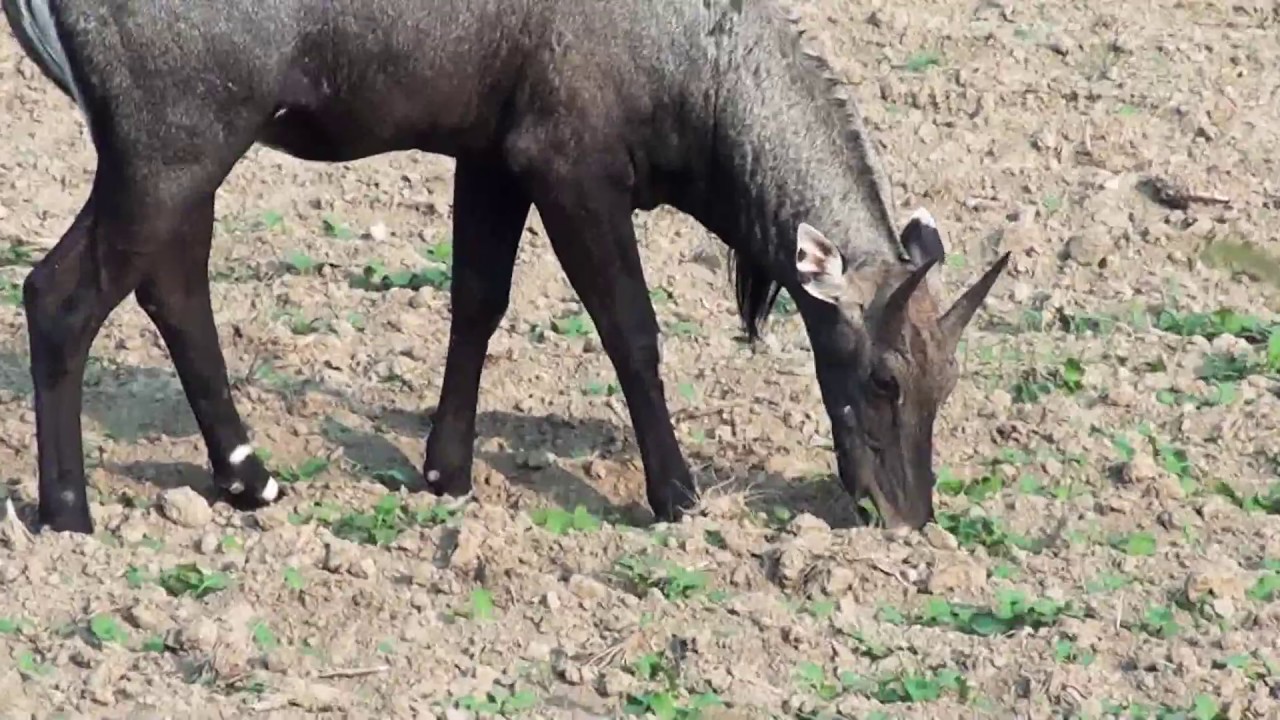 Neelgai or Blue Bull , scientific name (Boselaphus tragocamelus) Near ...