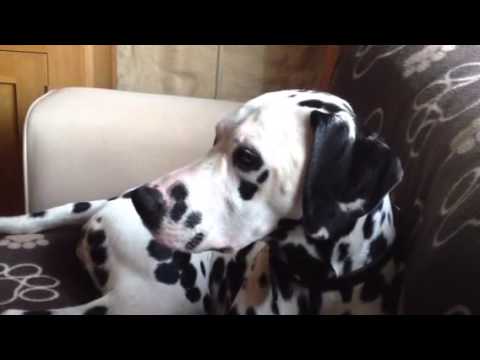 My Dalmatian watching TV - YouTube