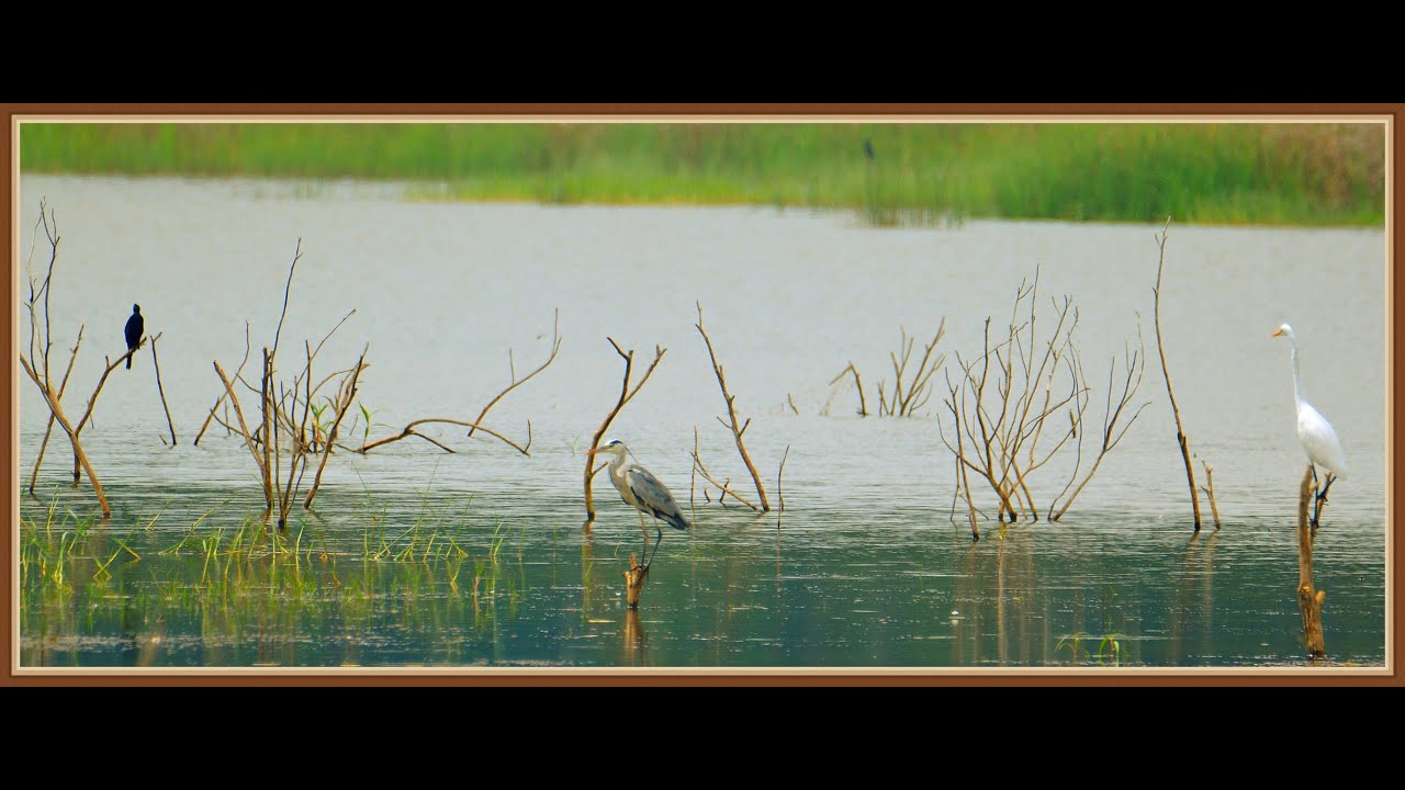 Bidadi Lake Visit - YouTube
