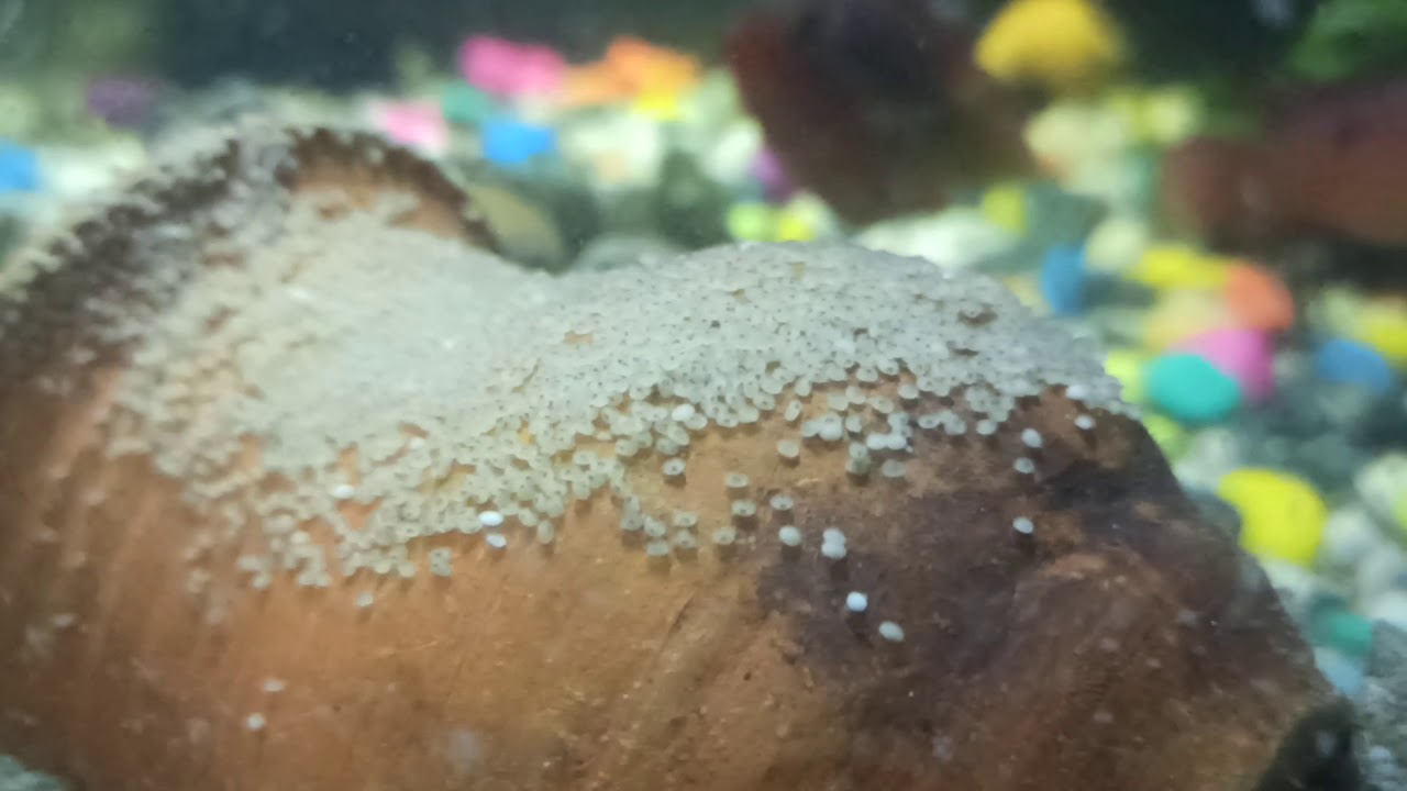Red jewel chiclid breeding to fry full update 3rd day after laying eggs ...