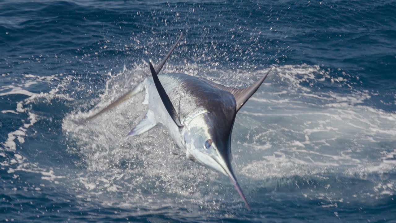 Jumping Marlin Fish Jumping Marlin By Burton McNeely