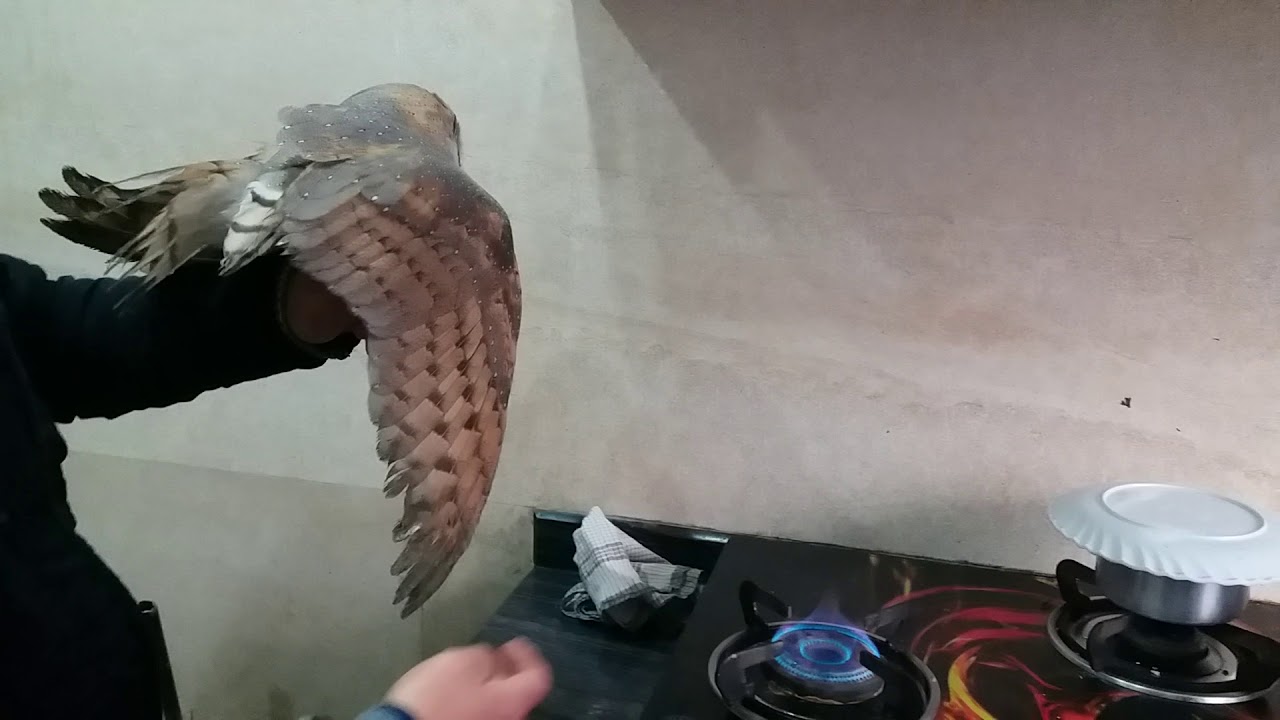 Part-II: RESCUED A SICK AND WEAK OWL - YouTube