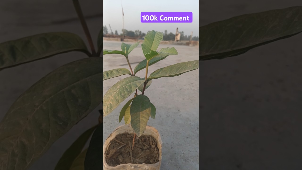 My guava tree is full of guavas || How to grow guava plants at home ...