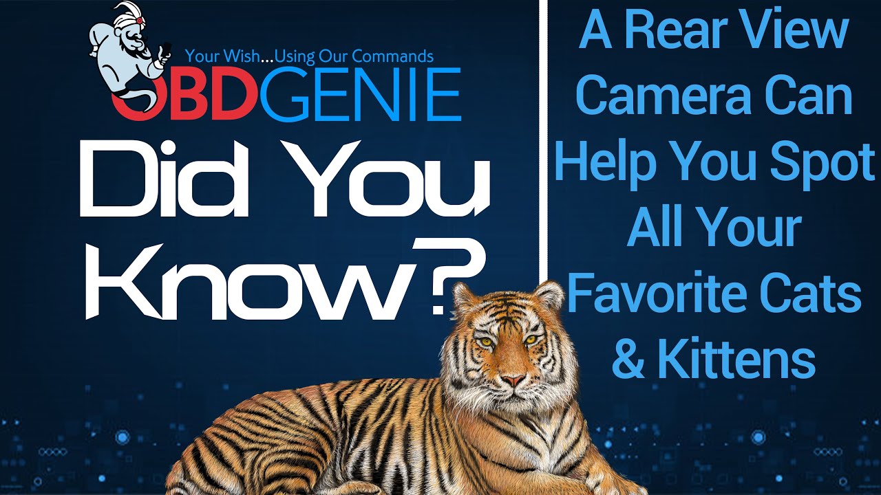 Did You Know? Rear View Cameras Can Help Spot Your Favorite Cats ...