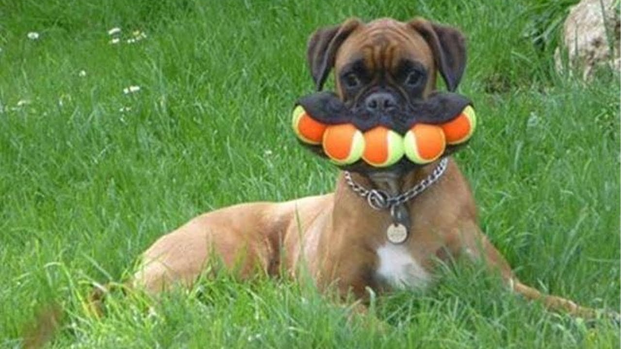 Funniest Animal videos 2021 - Don't try to hold back Laughter with ...