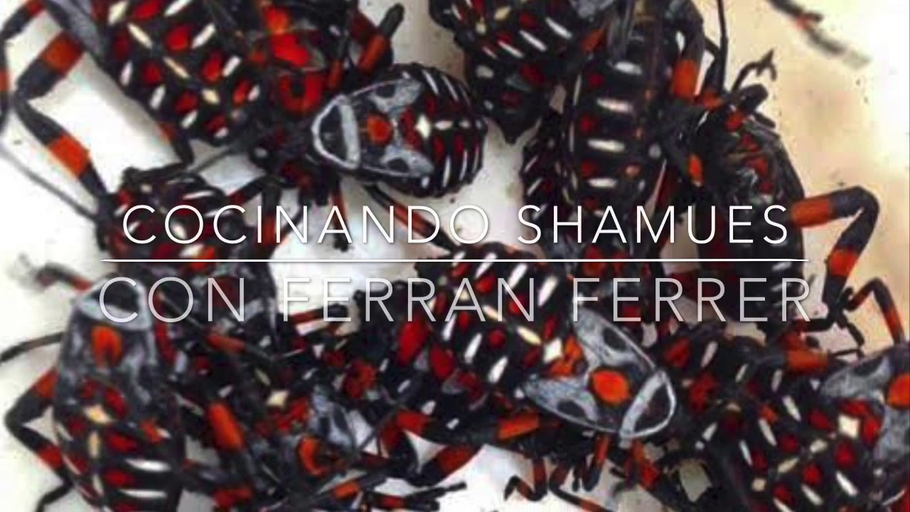 Cocinando Shamues - YouTube