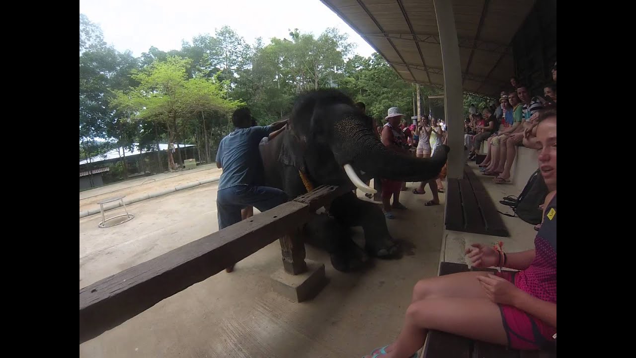 Elephant show oli banana lol - YouTube