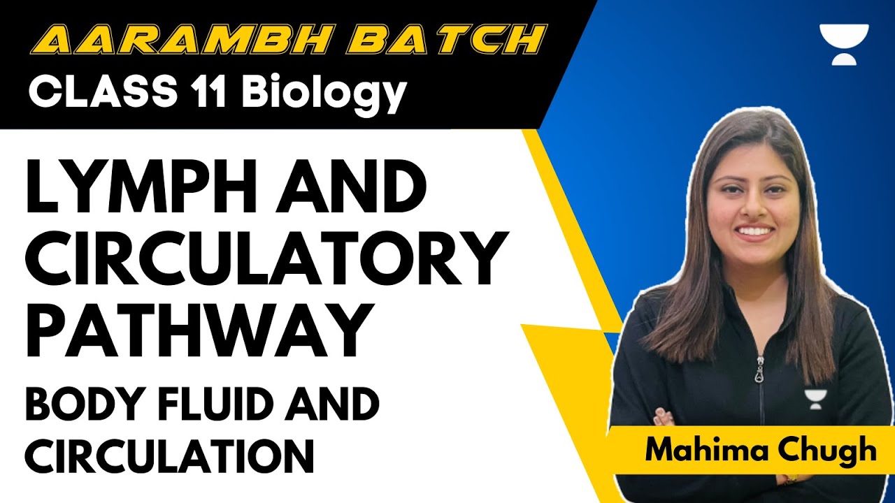 Lymph and Circulatory Pathway | Body Fluid and Circulation | Class 11 | Mahima Chugh - YouTube