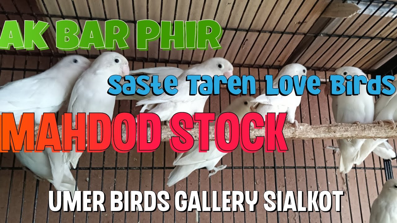 Sasta Mal//Sasti Deal//Umer Birds Gallery Sialkot//Pahly aao Pahly Pao ...