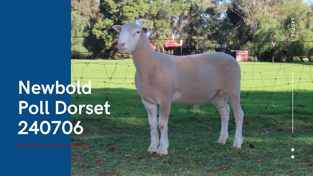 Lot 7 | Newbold Poll Dorset 240706 - YouTube