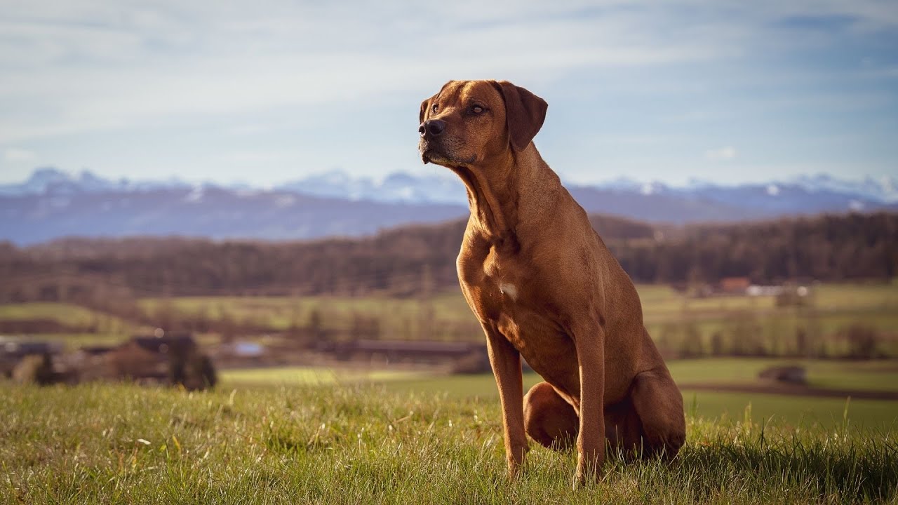 Rhodesian Ridgeback Exercise Needs