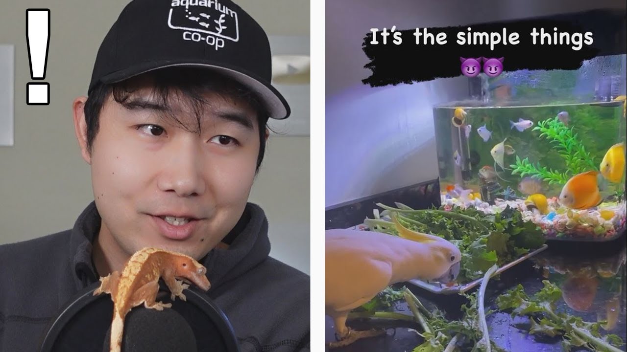 Letting your pet bird STOCK YOUR FISH TANK | Fish Tank Review 146 - YouTube