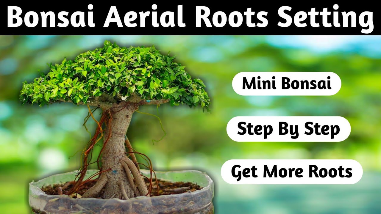 Mini Bonsai Aerial Roots Setting - YouTube