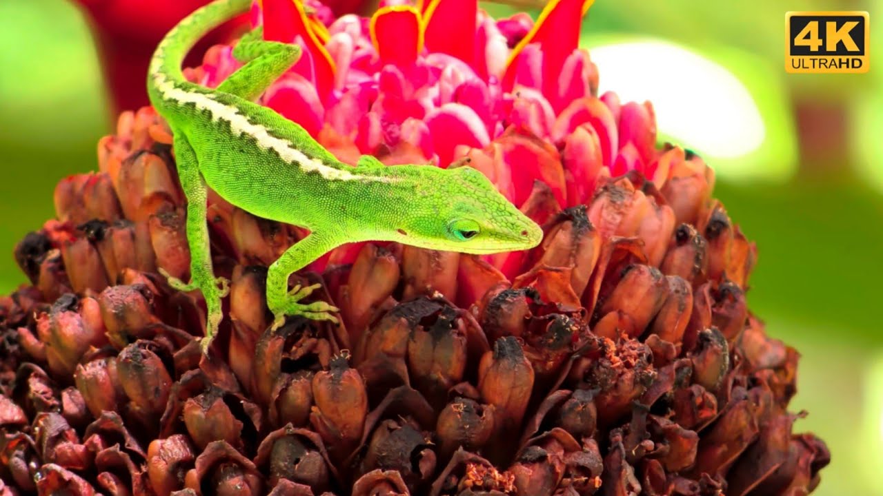 4K Relaxing Sounds | Nature Relaxing Sounds | Forest | Wildlife | Deep ...