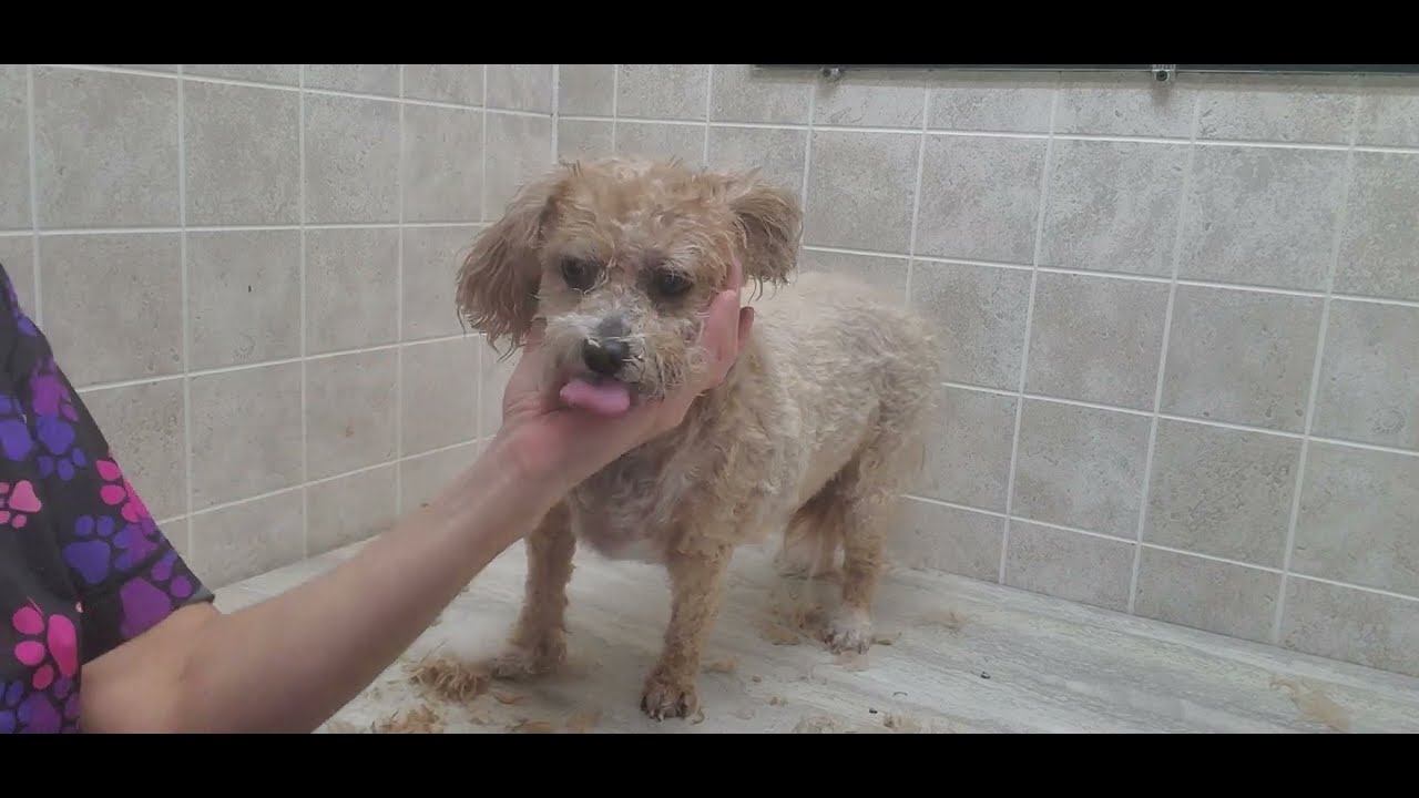 Senior Havanese dog breed full groom, #7 & #5 blades, dog grooming ...