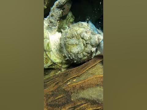 Alligator Snapping Turtle Feeding Time - Cincinnati Zoo #shorts - YouTube
