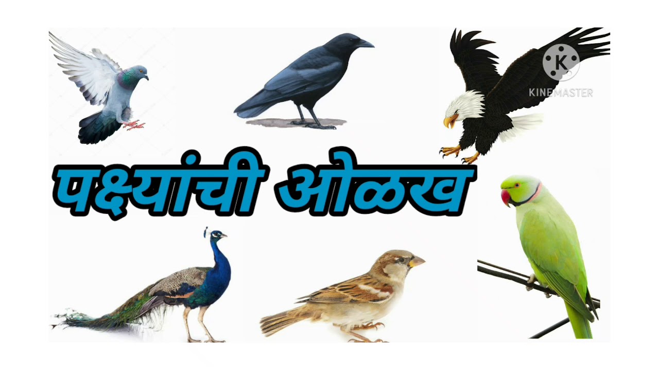 Learn Birds Name In Marathi learn-birds-name-in-marathi