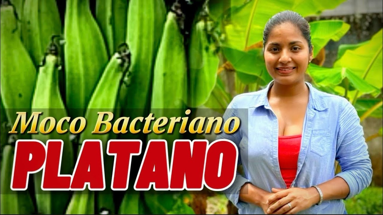 Aprende el manejo del moco bacteriano del plátano. Descarte de plantas ...