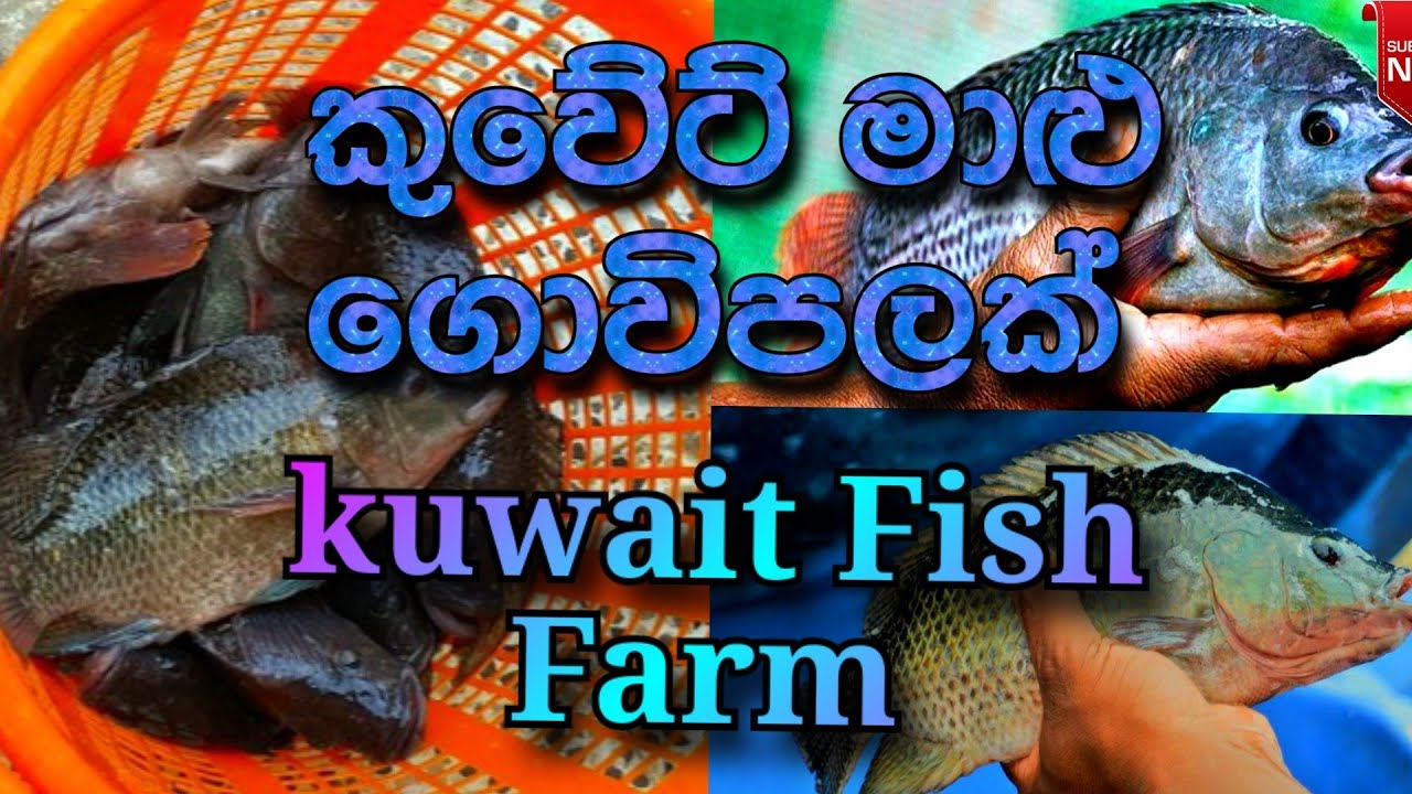 Kuwait Fish