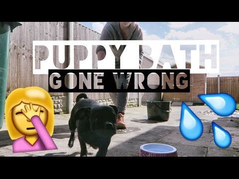 🐶💦PUPPY BATH GONE WRONG 😂🤦🏼‍♀️ - YouTube