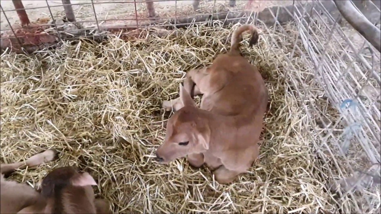 An overview of all of our baby calves this spring! - YouTube