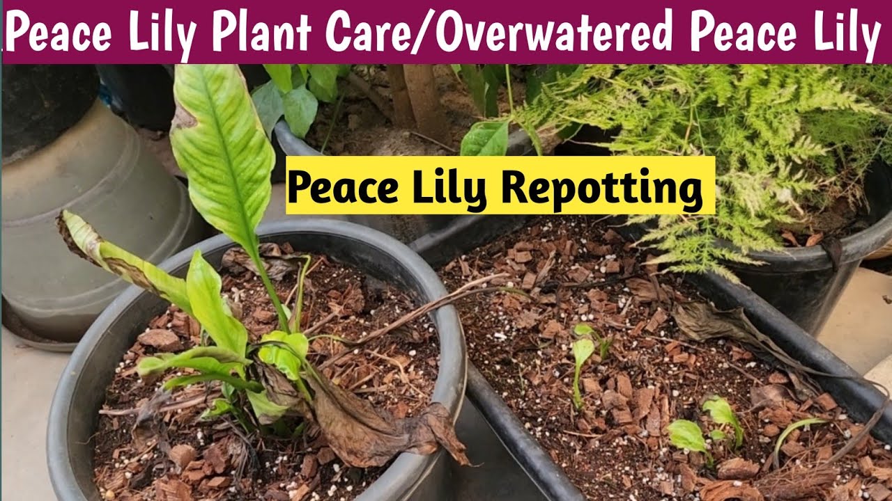 Peace Lily Plant Complete Care Tips👍How Do You Save A Dying Peace Lily👏 ...