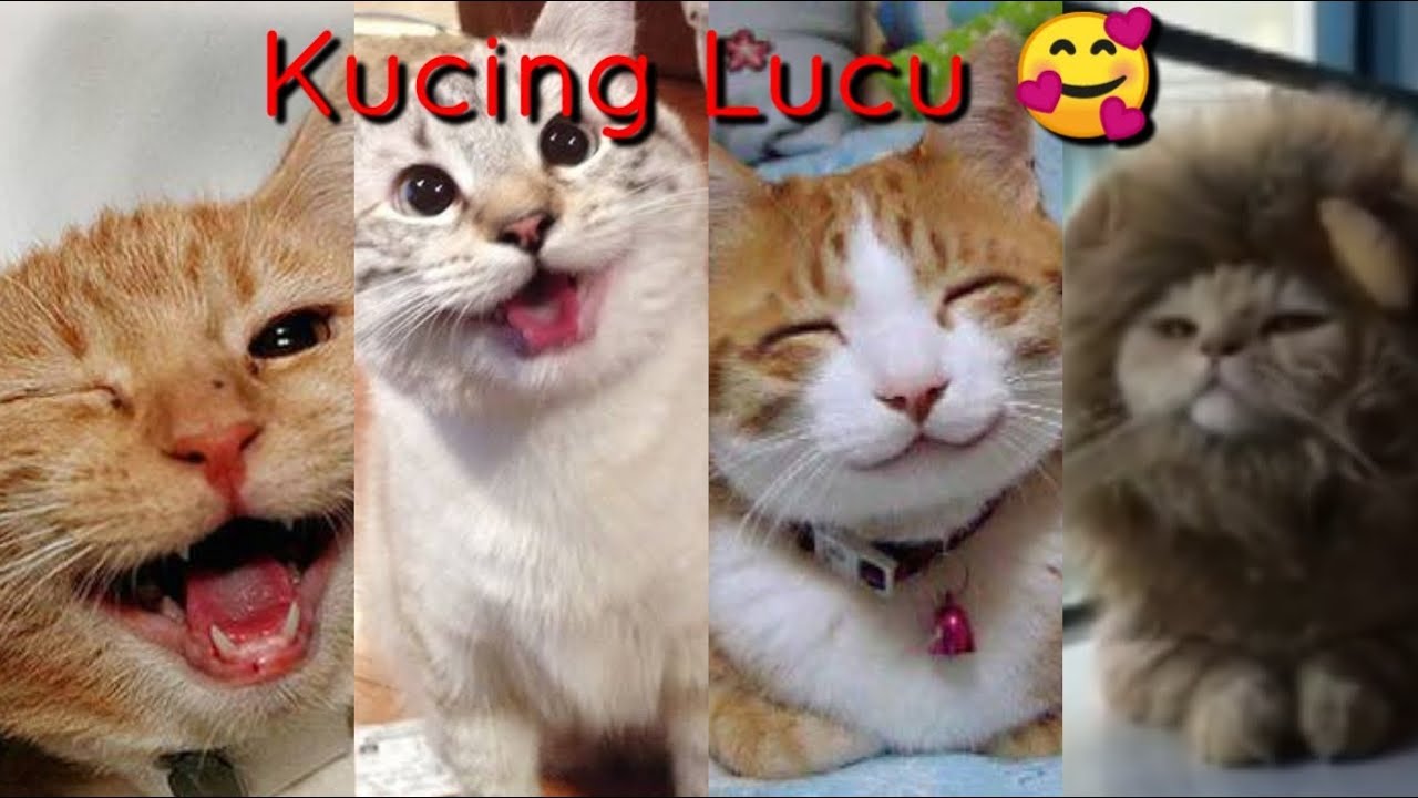 TIK TOK KUCING LUCU - TIKTOK DOGGIE - THE BEST TIK TOK - YouTube