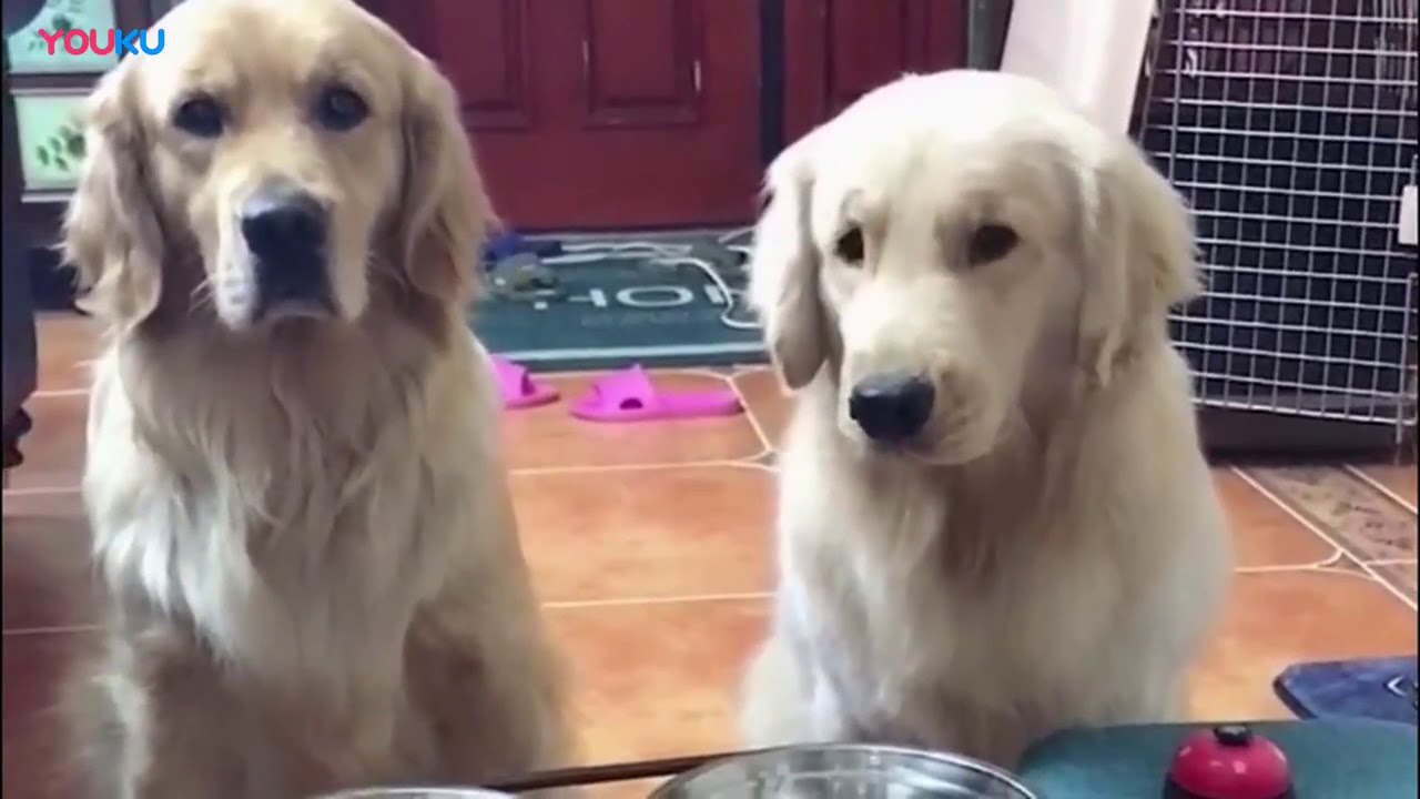 Dogs won't eat until their Chinese master counts to three - YouTube