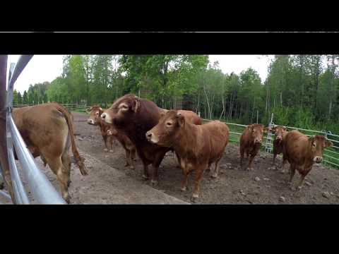 Live stock trailer with John Deere transporting from farm to fields ...