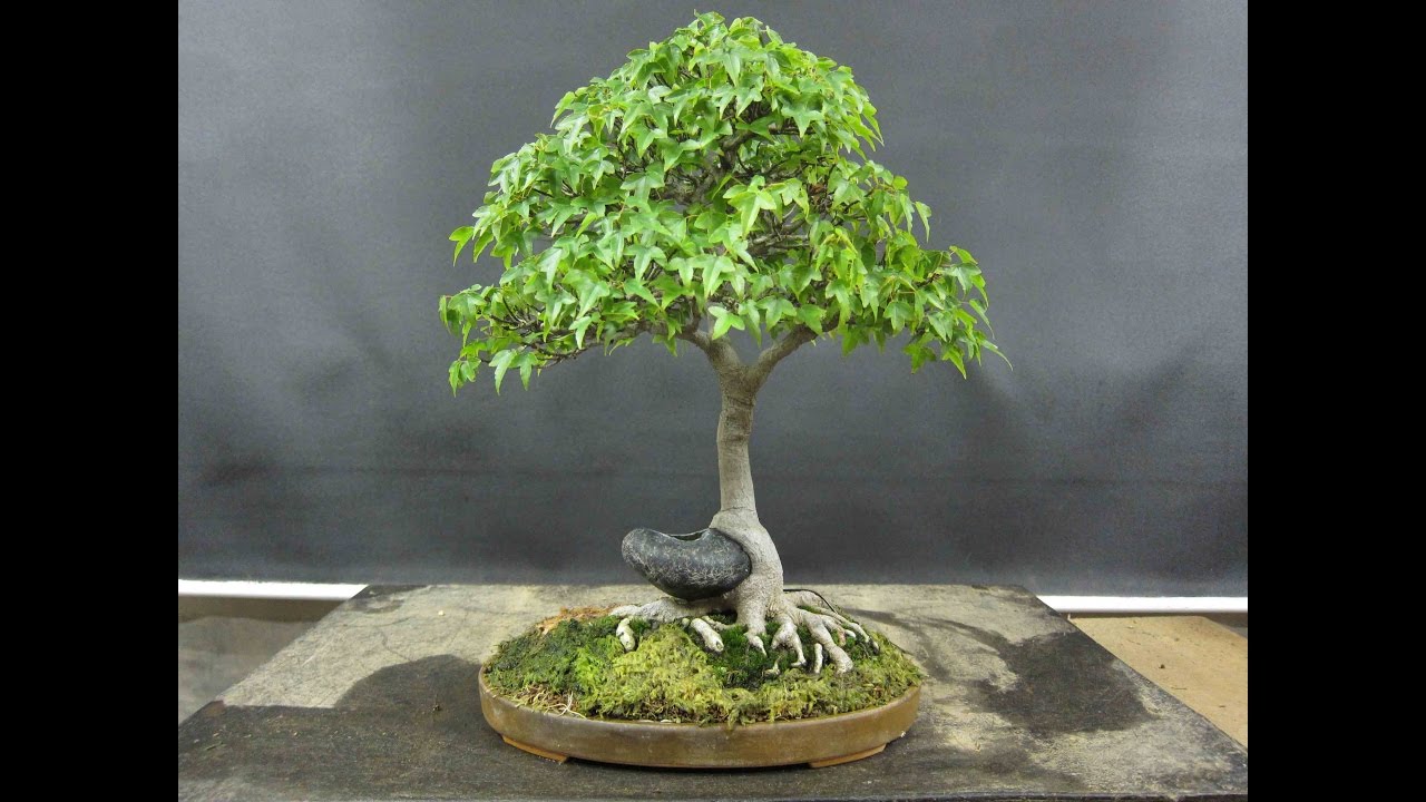 Trident Maple with Exposed Root Style - YouTube