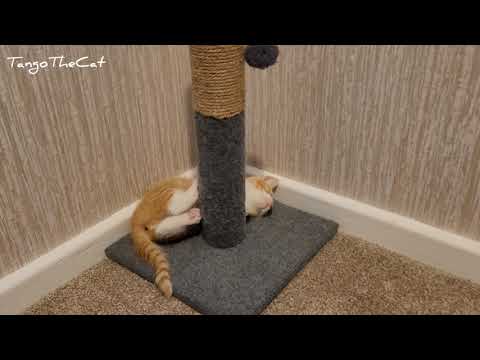 Kitten does the cutest thing | Tiny Tango Throwback