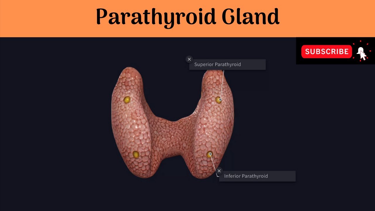 Parathyoid Gland | Location |Development |Blood Supply | Microscopic ...