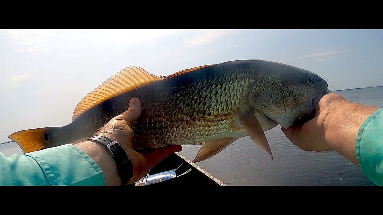 Chasing down giant schools of redfish in the canoe, fly fishing for ...