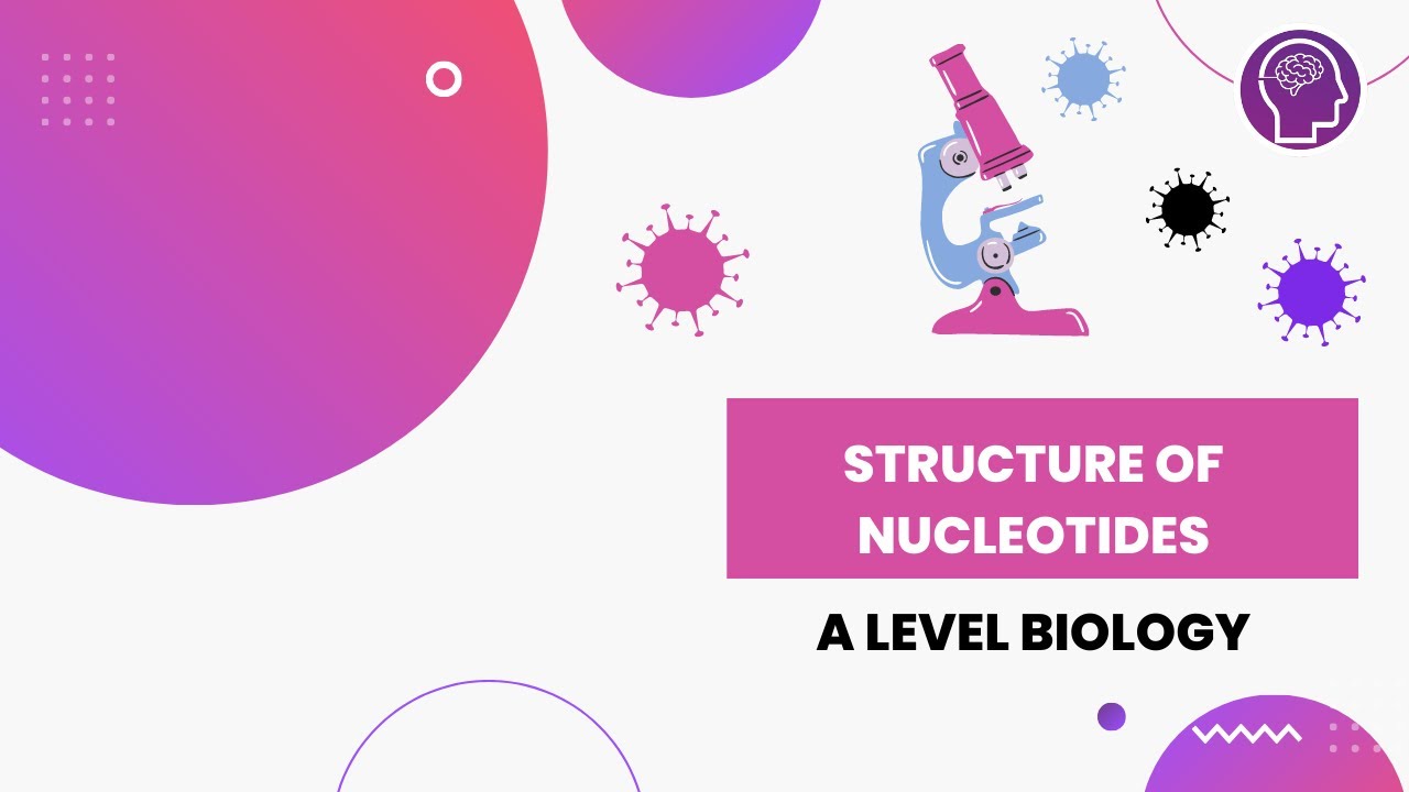 Structure of Nucleotides | A Level Biology | OCR, AQA, Edexcel - YouTube