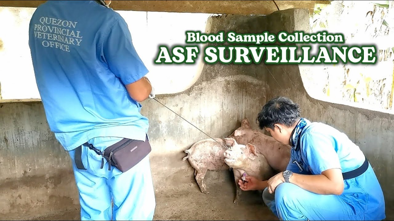 Part 2 | Blood Sample Collection | ASF SURVEILLANCE MC-35 sa bayan ng ...
