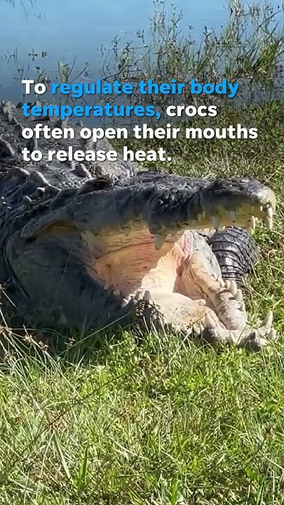 Massive crocodile spotted taking a sunbath in Everglades #Shorts - YouTube