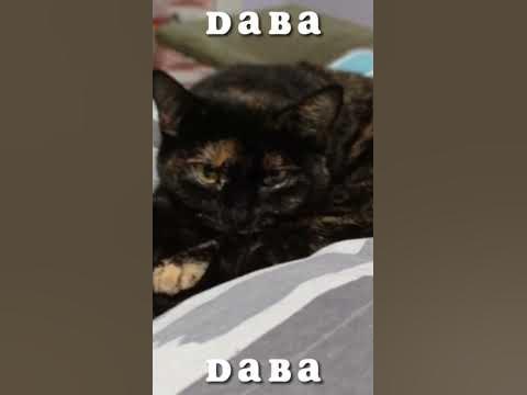 чип и чипи Чапай чапа - YouTube