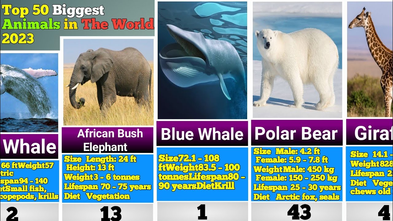 Top 50 Biggest Animals in the World (Ranked in Order) - YouTube