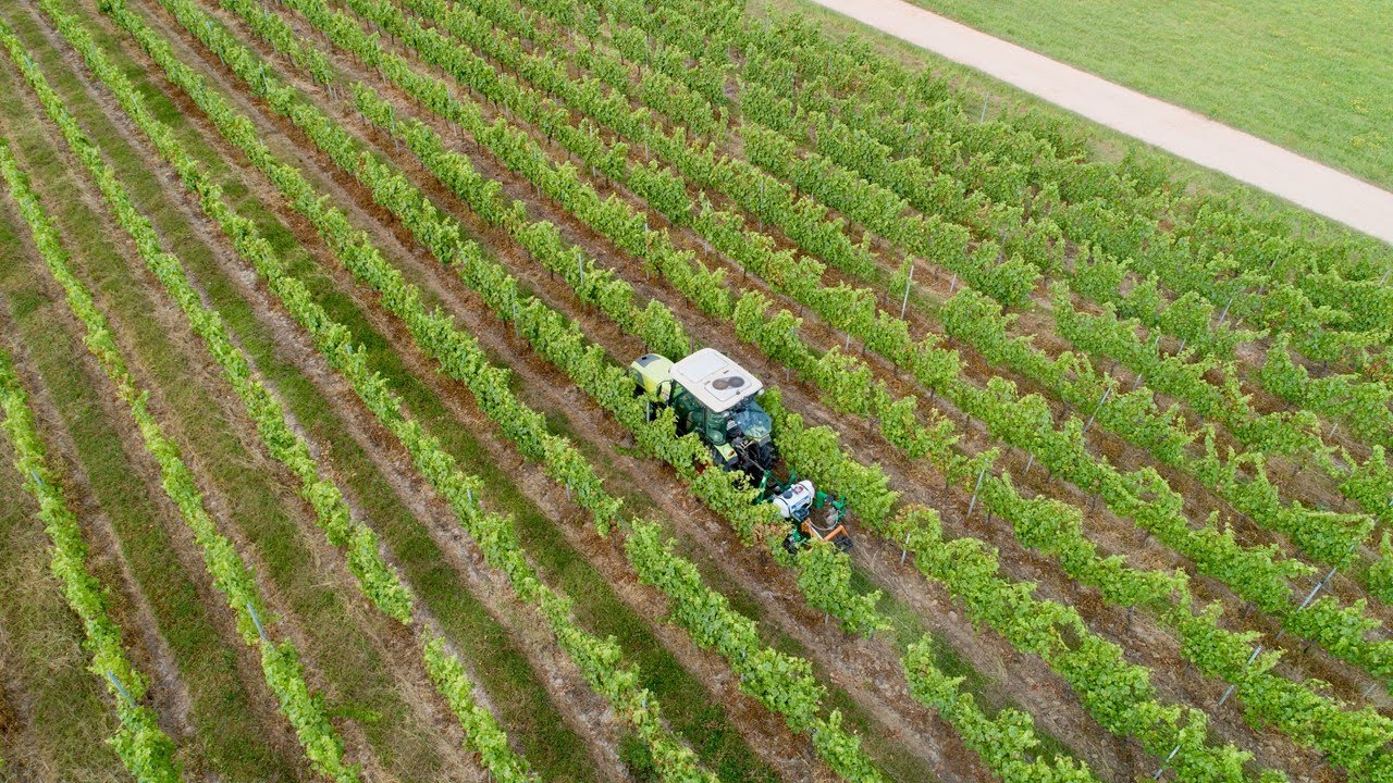 Vigne - GRIFHERBI - YouTube