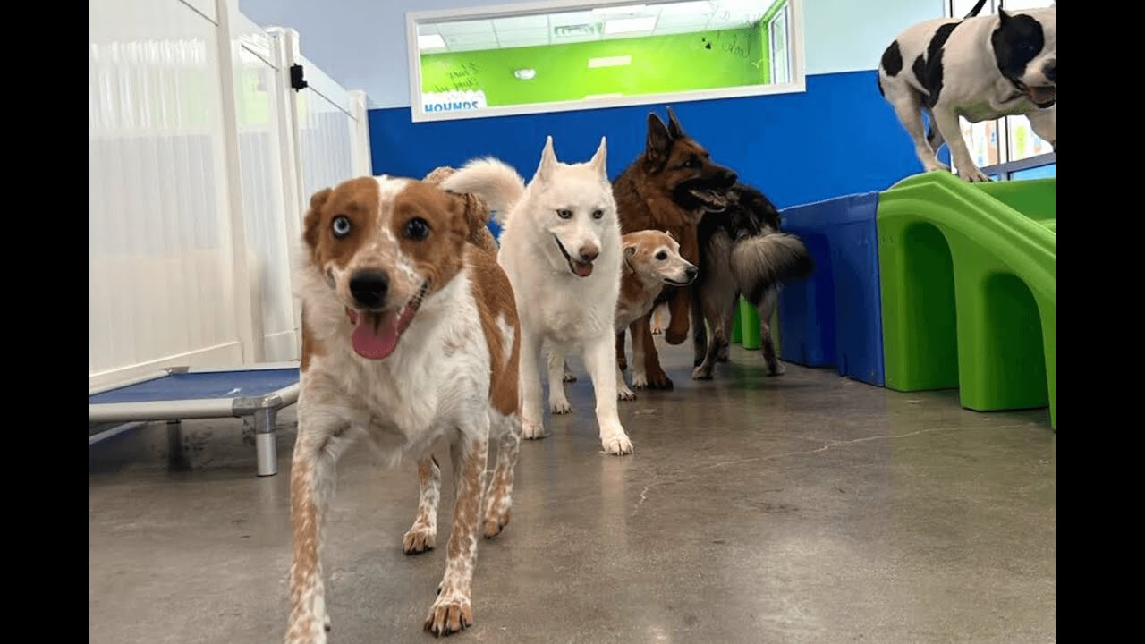 We Are The Place for Every Dog - YouTube