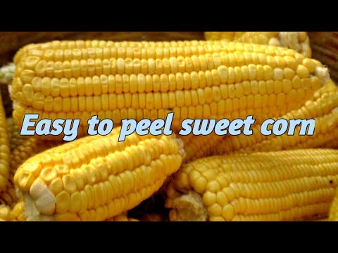 How To Peel Sweet Corn Easily|Sweet Corn Easy Way To Peel - YouTube