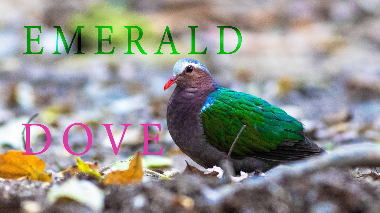 Group of Emerald Dove come to feed together | Green Doves | Cam Nature ...