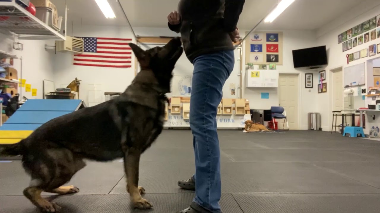 One command that is ignored a lot in the civilian dog training world is ...