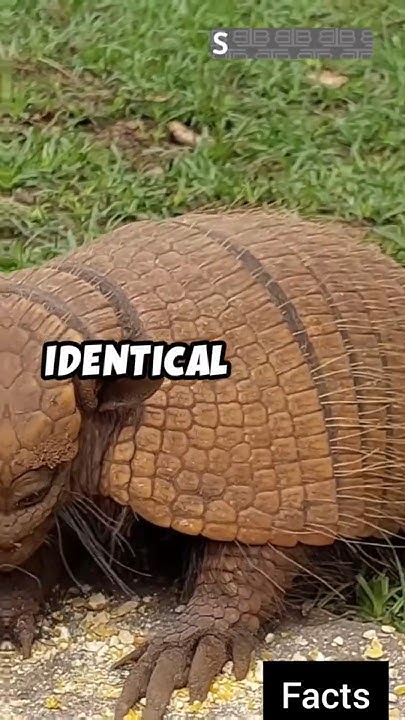 Amazing facts About Nine-Banded Armadillos! - YouTube